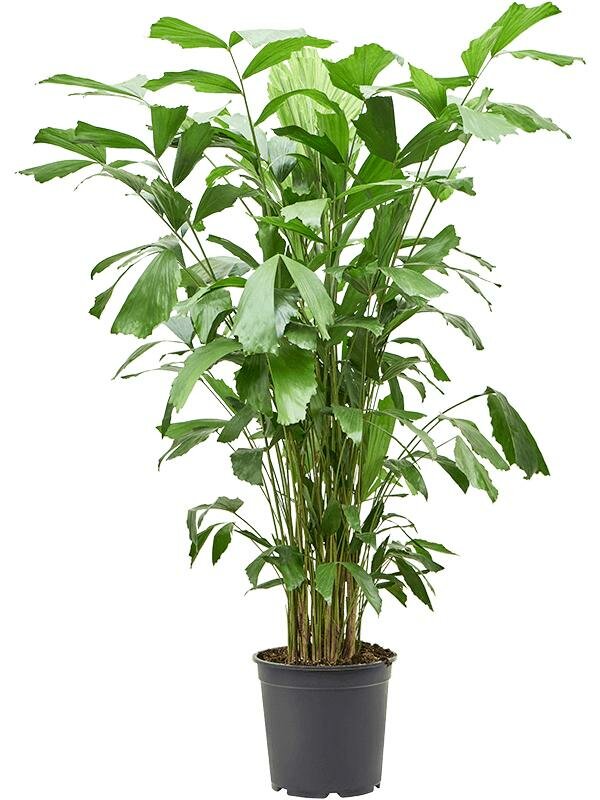 Пальма кариота высота 110см живое растение в горшке