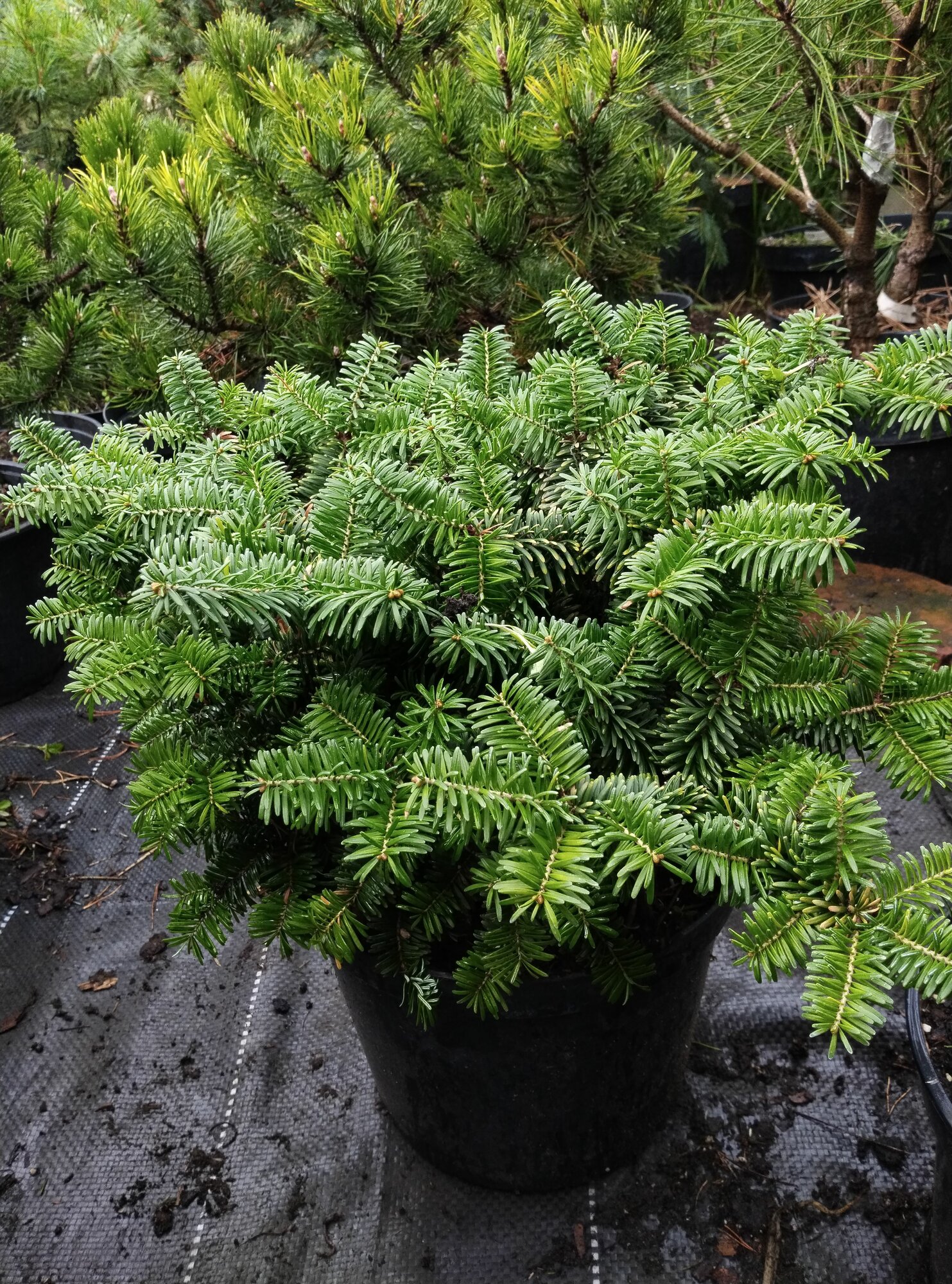 Пихта бальзамическая Нана, с5