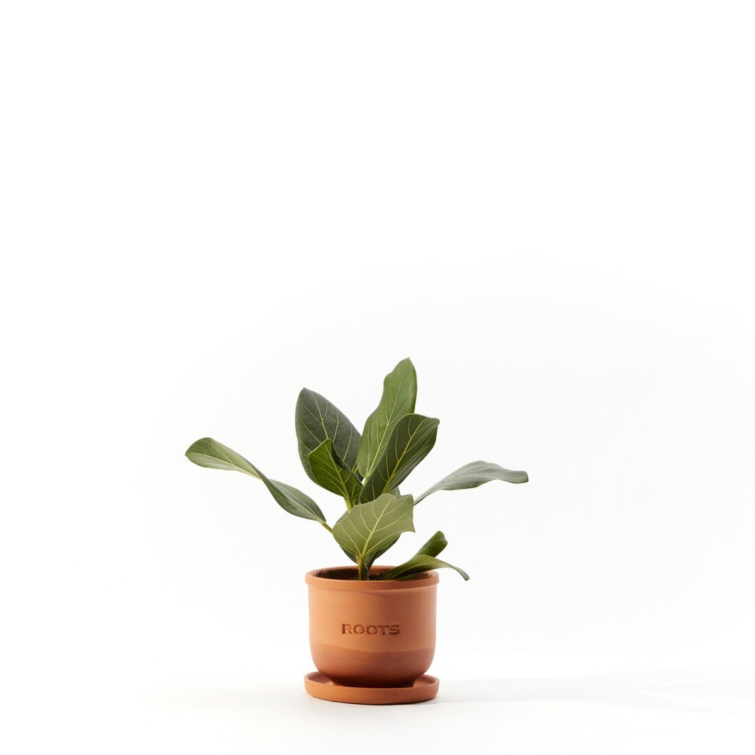 Фикус бенгальский d12