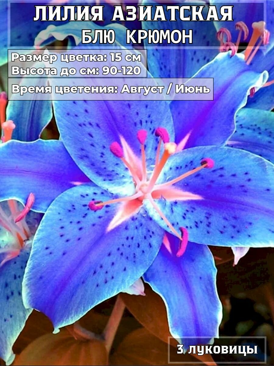 Лилия азиатская Блю Крюмон, 3 луковицы