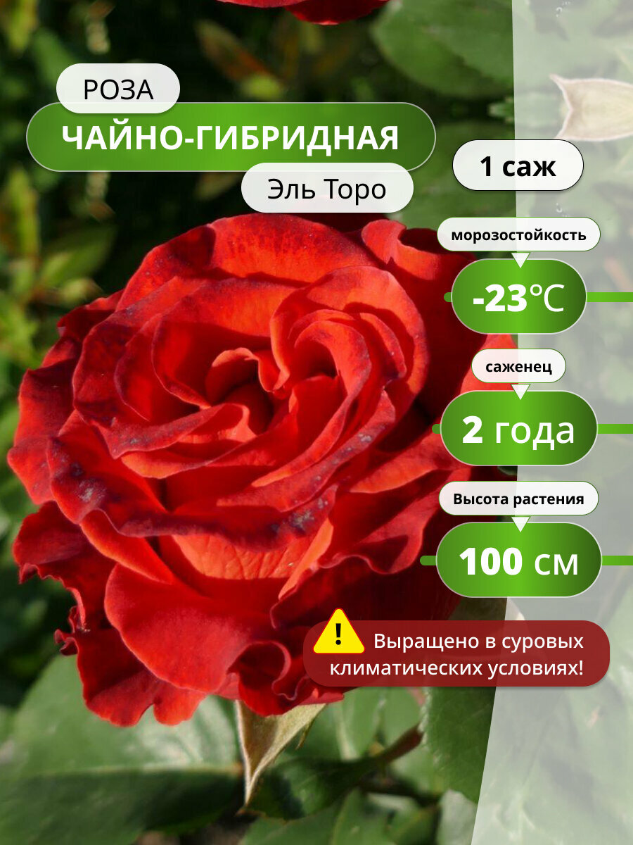 Роза чайно-гибридная "Эль Торо", многолетняя, высота 30см, оранжево-красные цветы