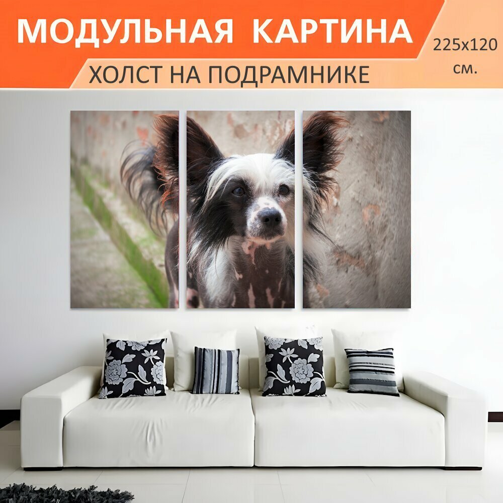Модульная картина на холсте "Китайской хохлатой щенка, китайская хохлатая собака, щенок" триптих на подрамнике 225х120 см. для интерьера