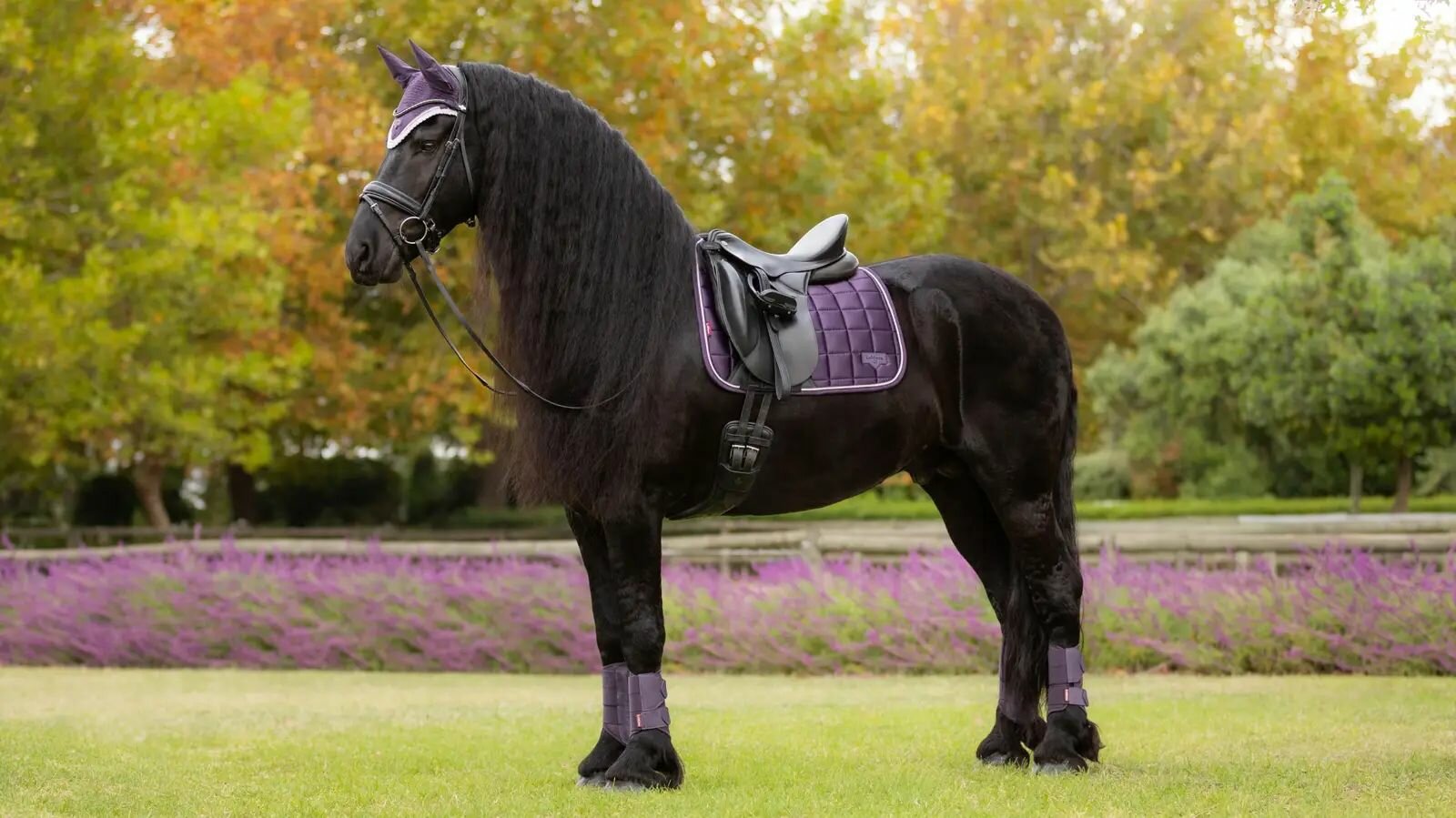 Вальтрап выездковый LeMieux Loire Classic (Баклажан)