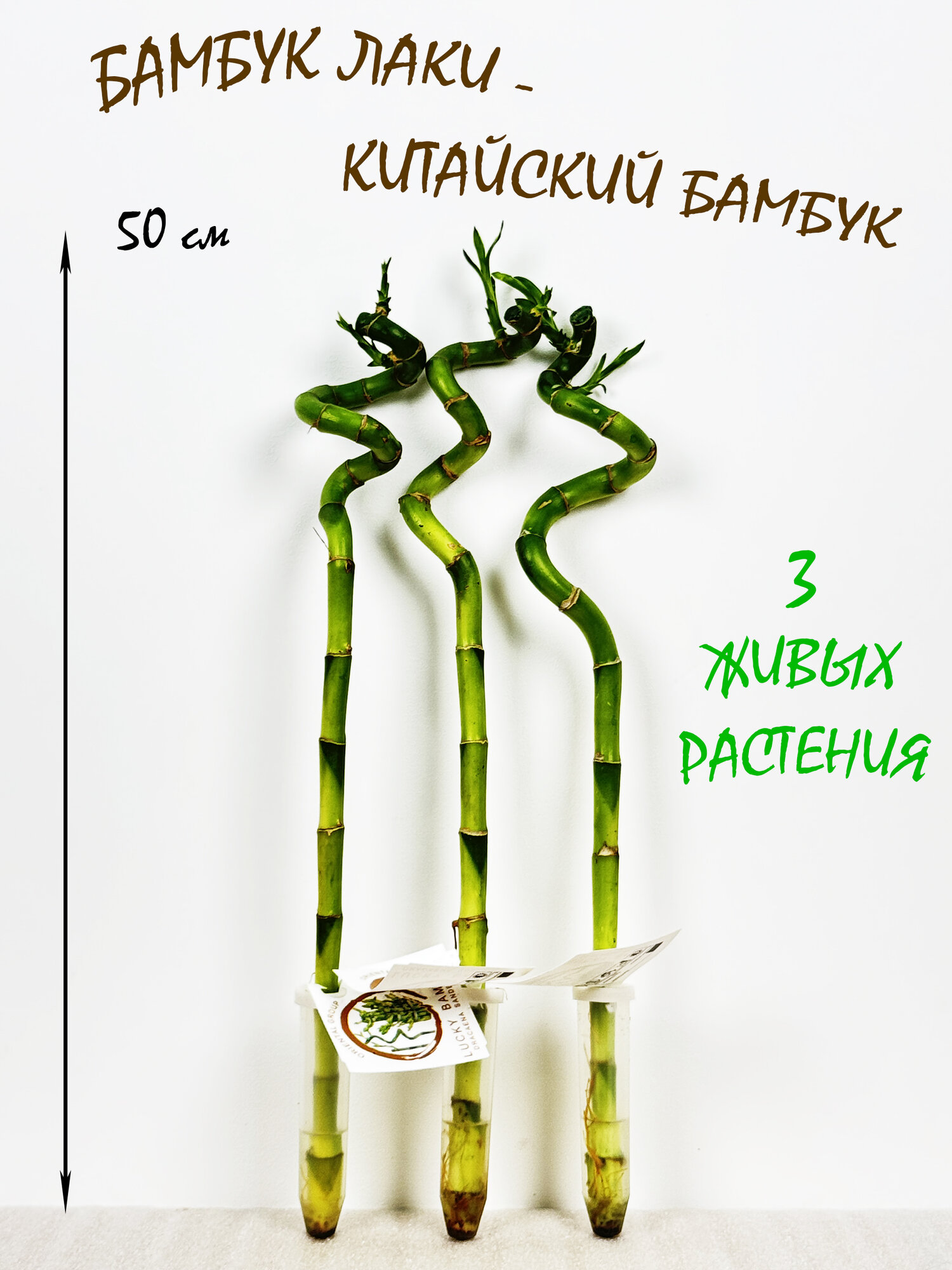 Бамбук Лаки спираль 3шт, PRO фикус живое растение, высота 50см