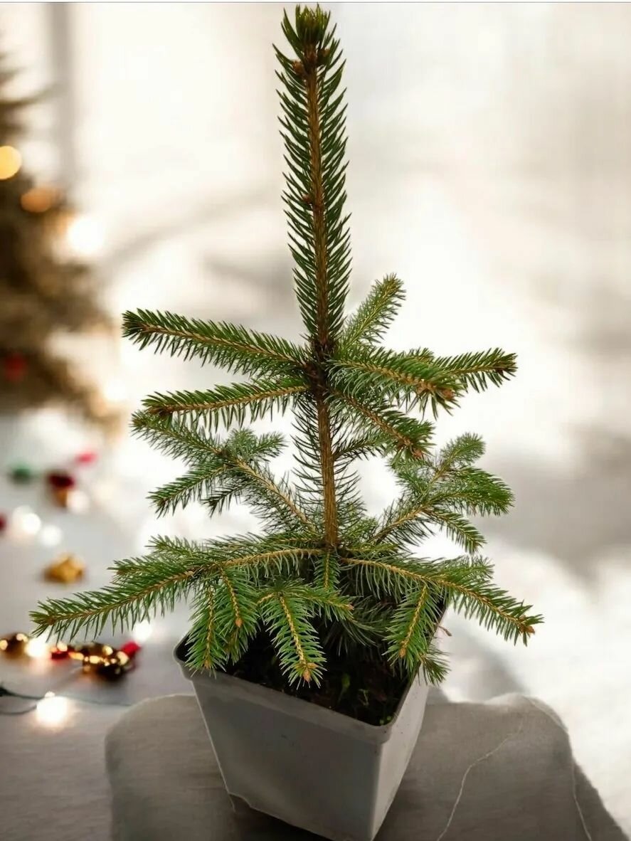 Ель европейская живая в горшке (Picea abies) Новогодняя елка живая, хвойный саженец для дома и сада, высота 45см
