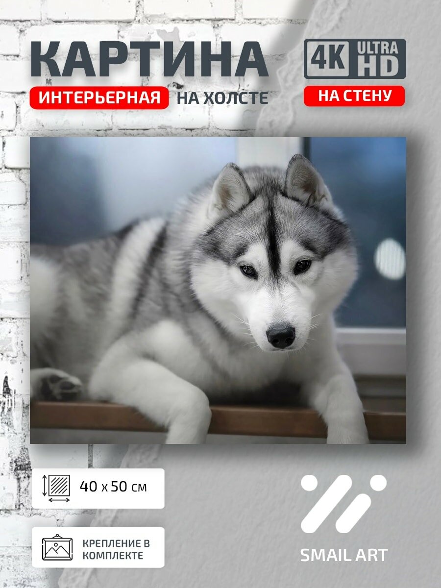 Картина на холсте интерьерная 40 на 50 на стену Животные Хаски для офиса атмосфера