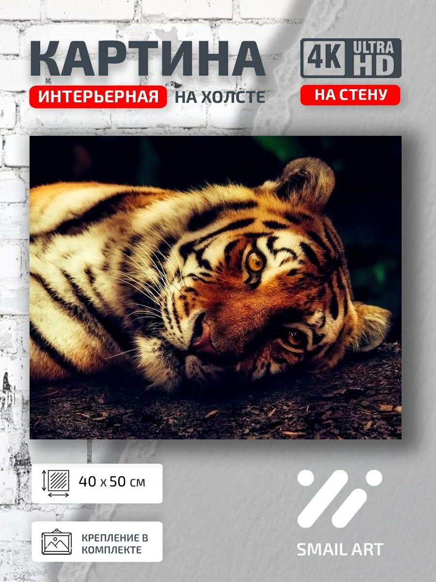 Картина на холсте интерьерная 40 на 50 на стену Тигр отдыхает для студии атмосфера