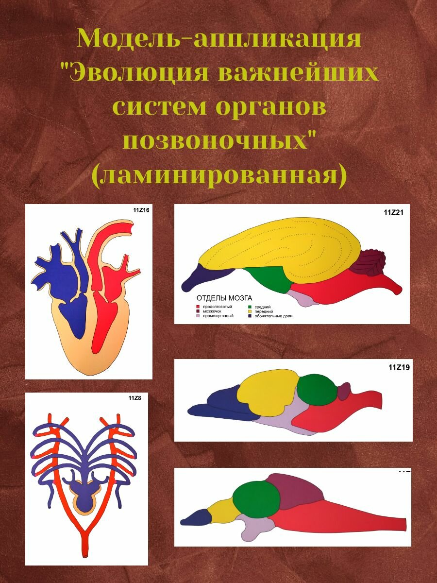 Модель-аппликация "Эволюция важнейших систем органов позвоночных"