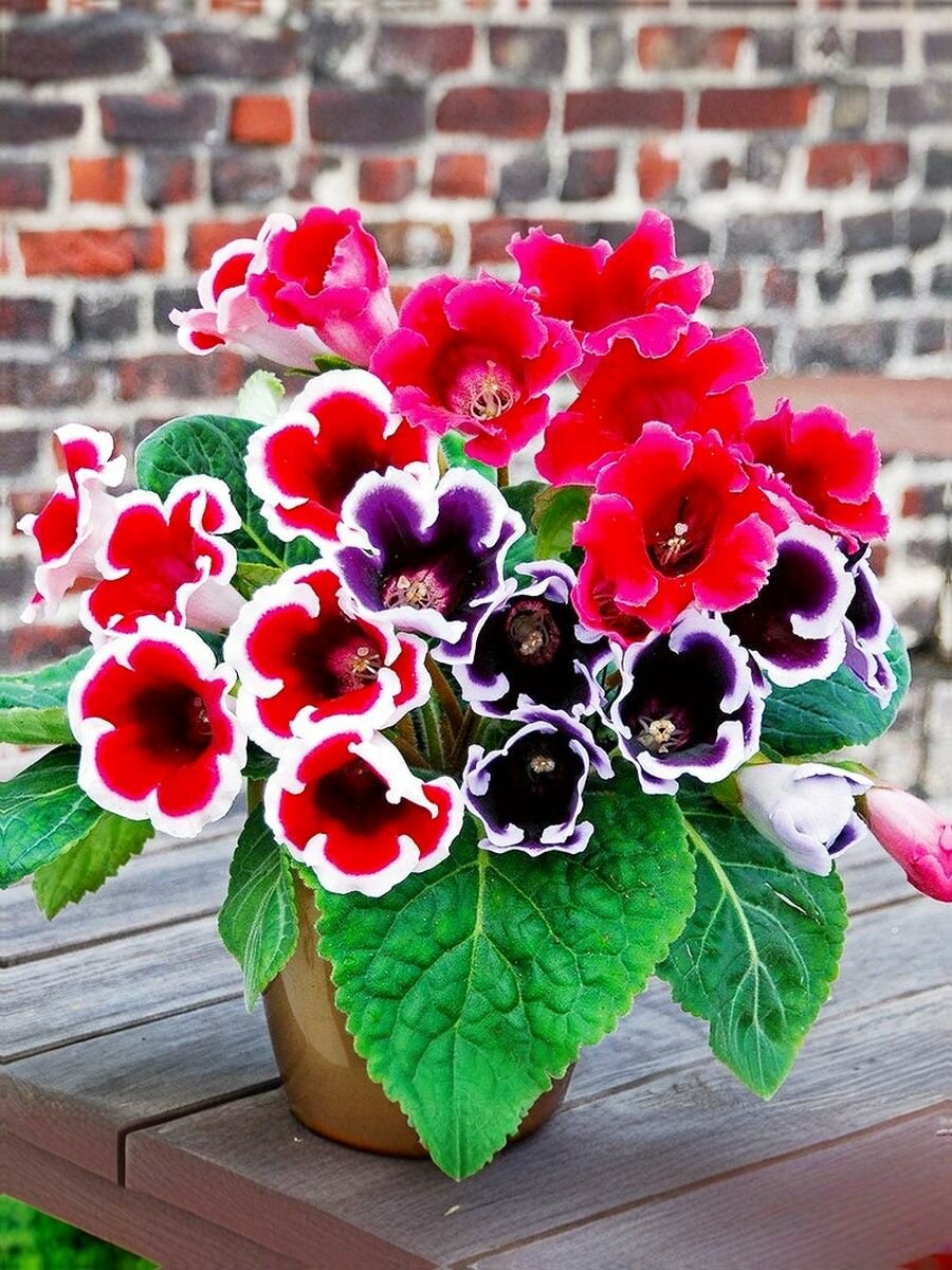 Глоксиния прекрасная Микс Красная и Синяя, Семена 8 шт, семена цветов