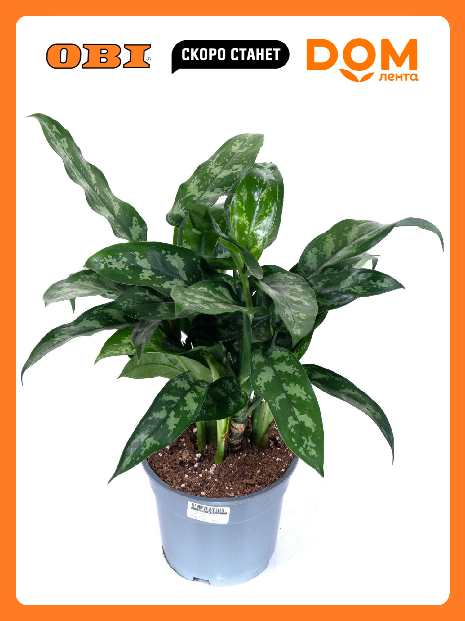 Аглаонема "Ромео", компактная, с глянцевыми листьями, очищает воздух