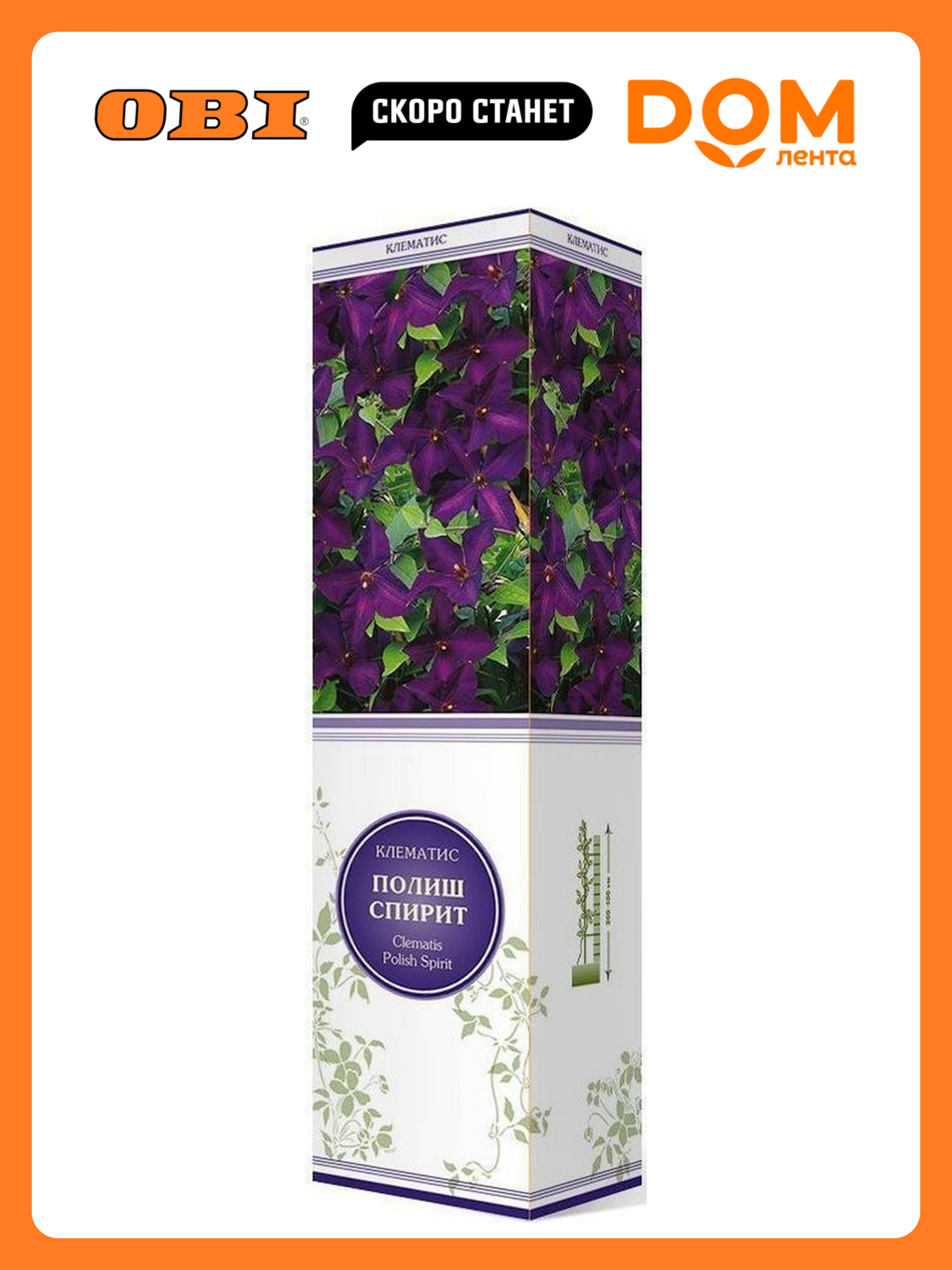 Саженец Клематис Полиш СпиритC1 H37