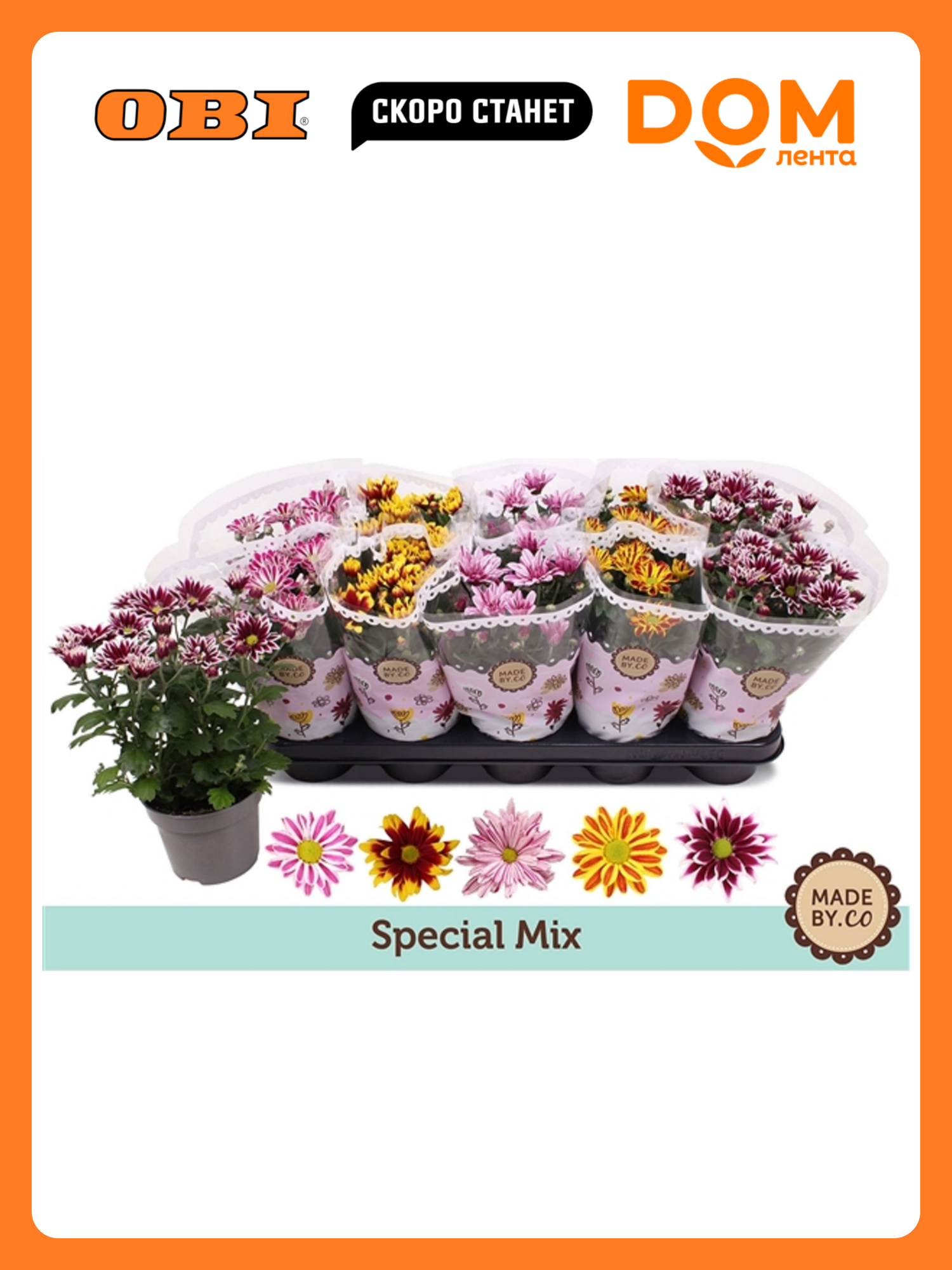 Хризантема "Спец микс", декоративно-цветущая, высота 25 см, диаметр горшка 12 см