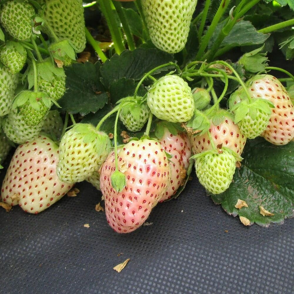 Рассада. Клубника Белый швед 5 шт.