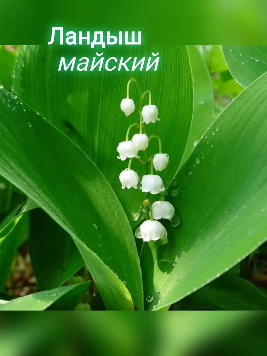 Саженец Ландыш майский, Ароматный почвопокровный многолетник, Морозостойкий