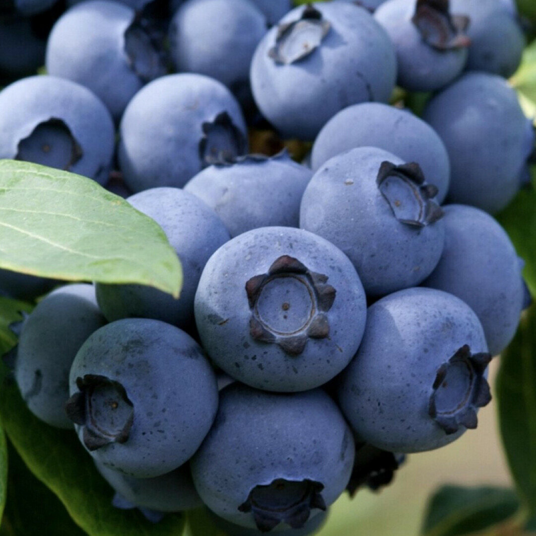 Голубика Легаси (Legacy) / 1 шт, морозостойкий, высокоурожайный сорт