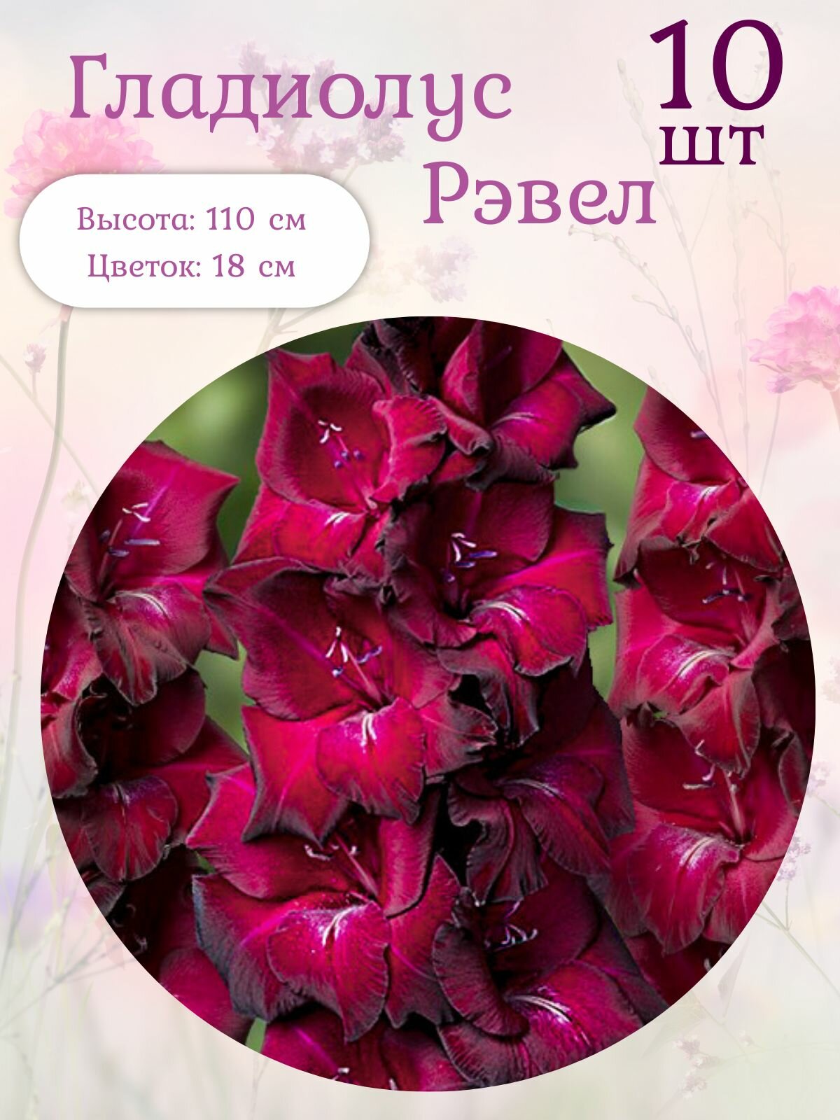 Гладиолус крупноцветковый, многолетние цветы, луковицы 10 шт.