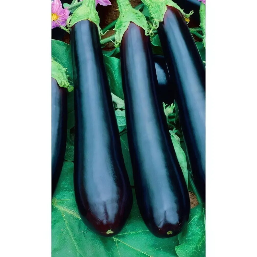 Семена баклажан 'Пантера', 20шт, урожайный сорт, чернофиолетовые плоды