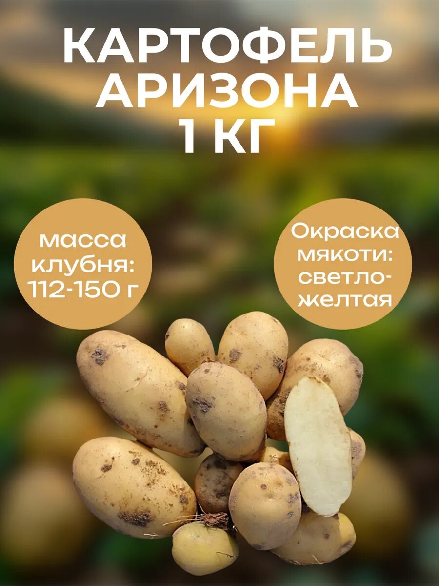 Картофель семенной Аризона, 1 кг