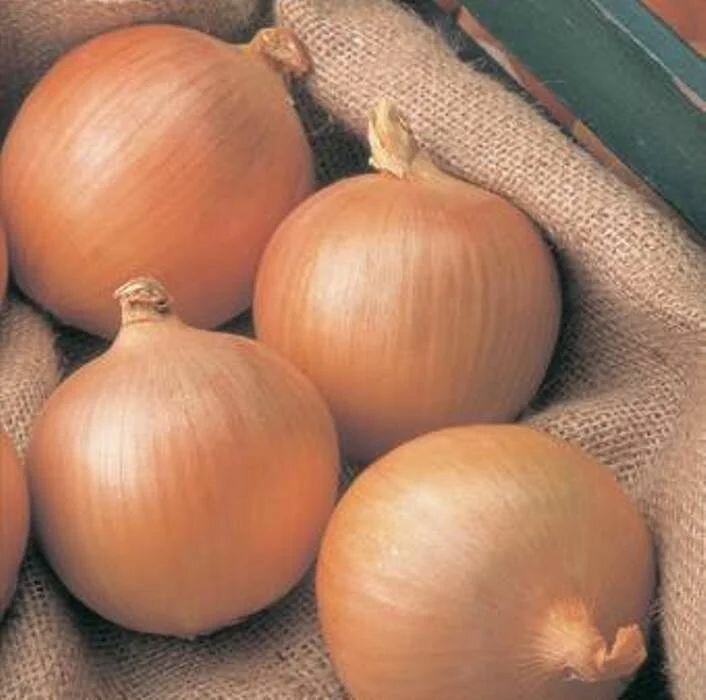 Коллекционные семена лука репчатый Опорто