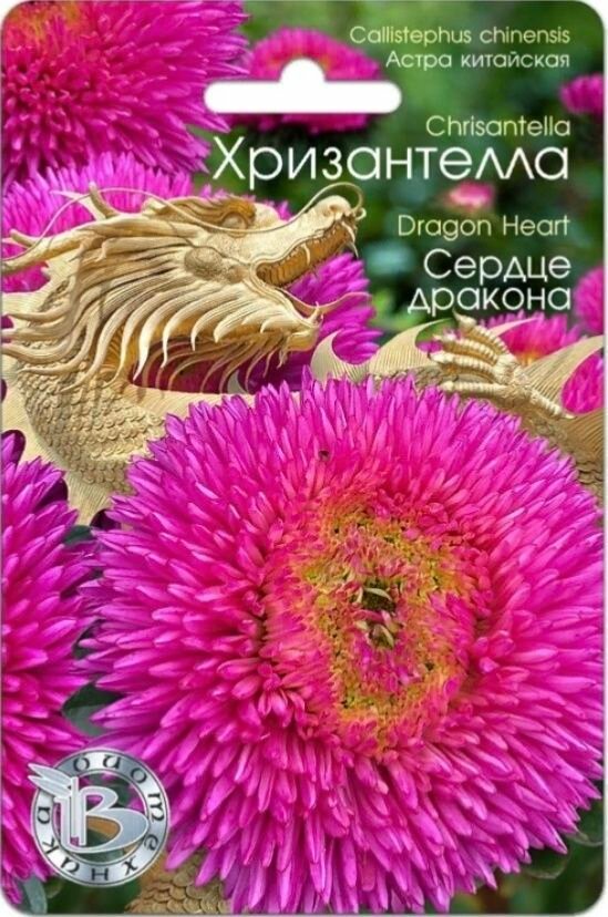 Хризантелла Сердце дракона (30 сем)