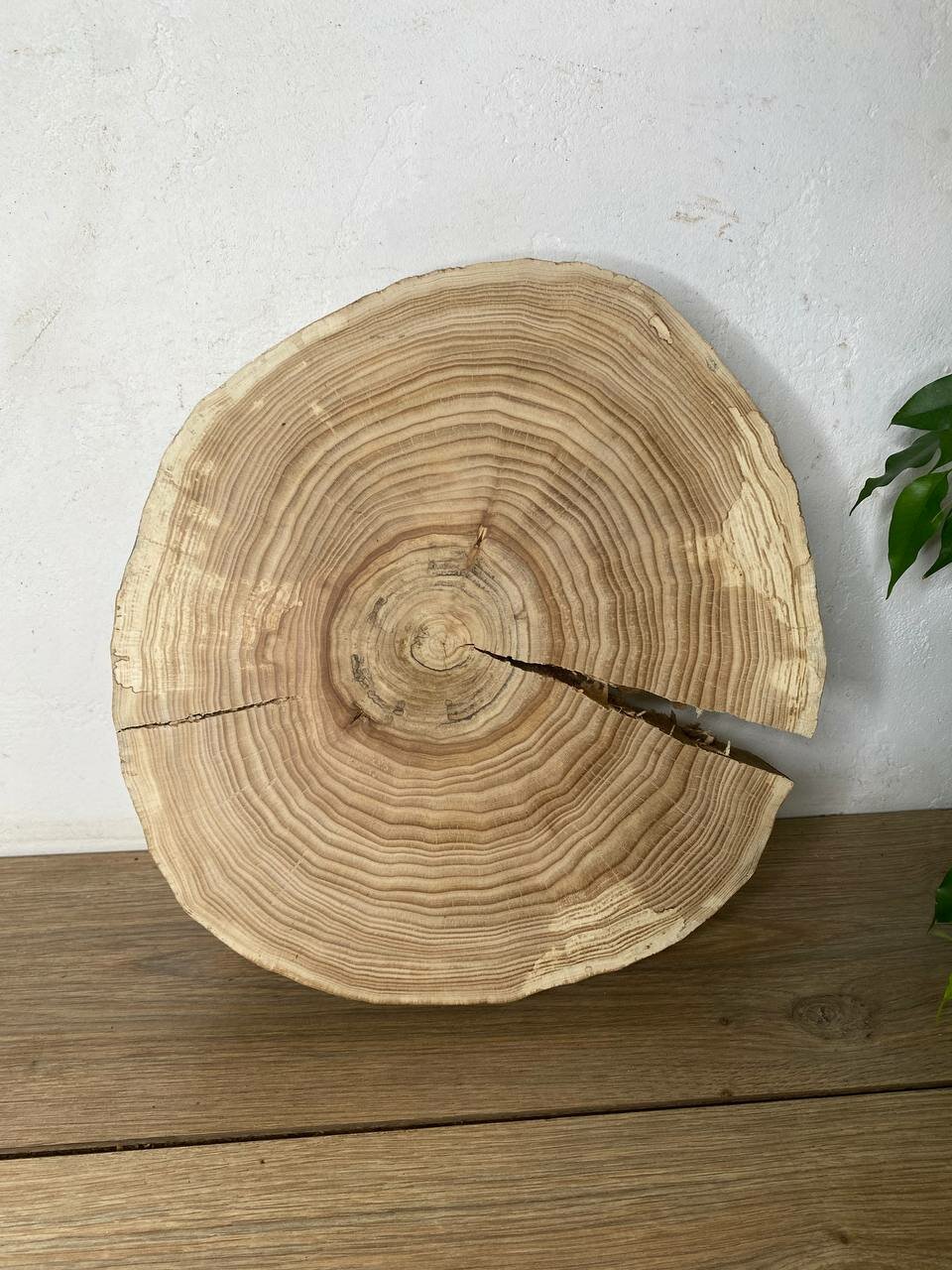 Спил карагач . Габаритные размеры 33х30,7х5 см. Шлифованный с 2-х сторон. арт г546