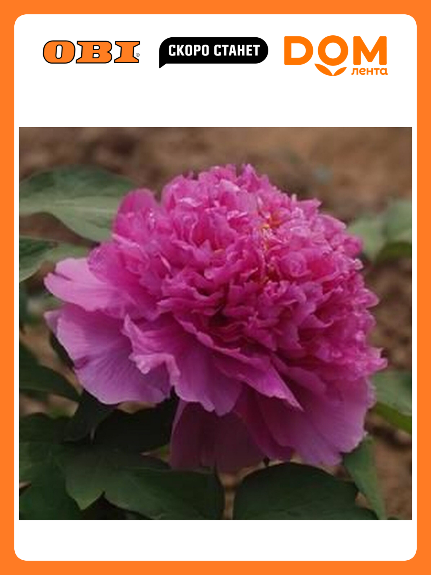 Саженец Пион Орнамент С1 Н37