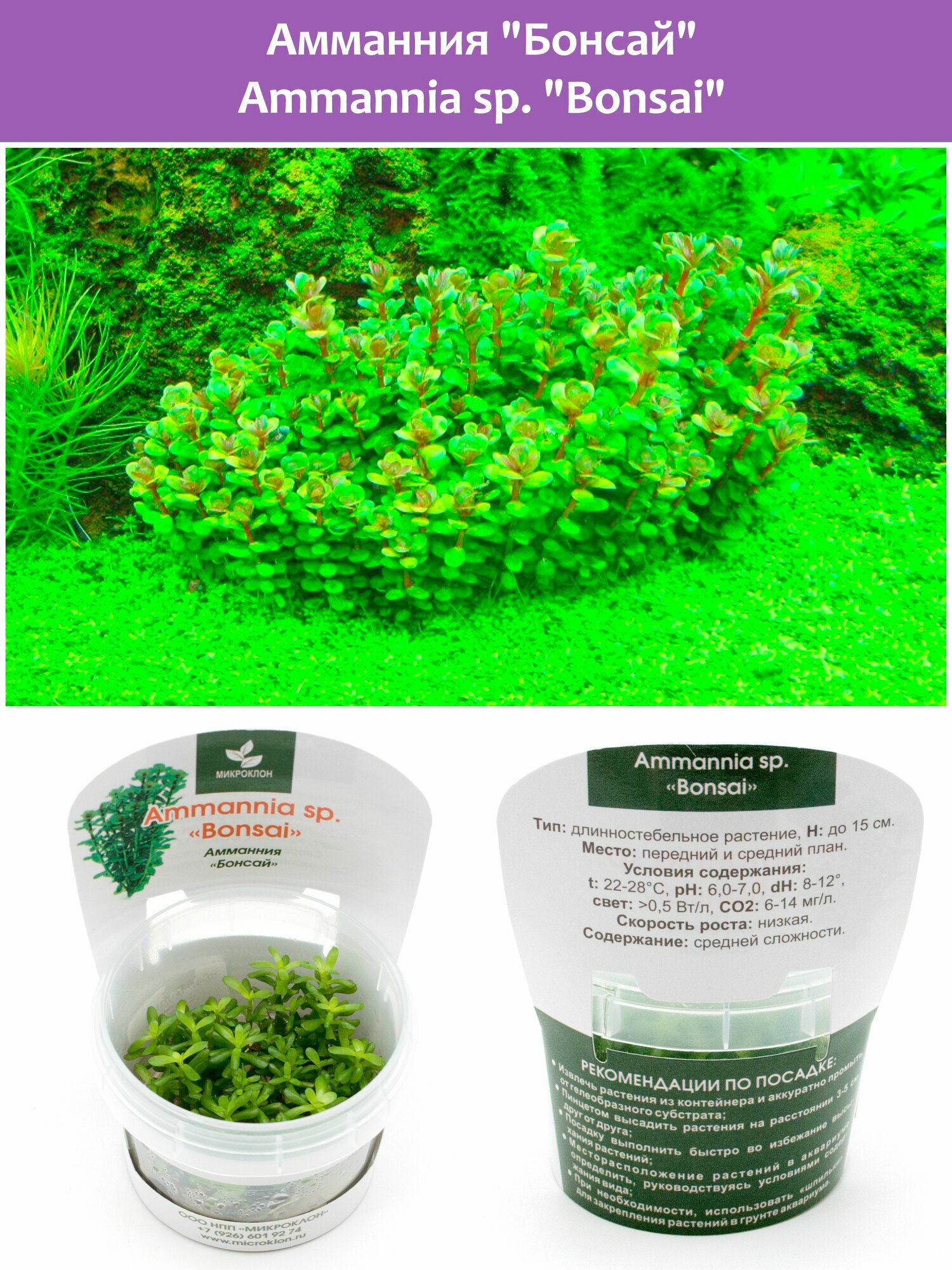 Микроклон Амманния Бонсай меристемные растения