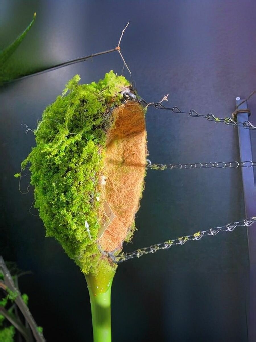 Кашпо для цветов "Сфагнум" с кокосовым волокном, подвесное d 20см, мох