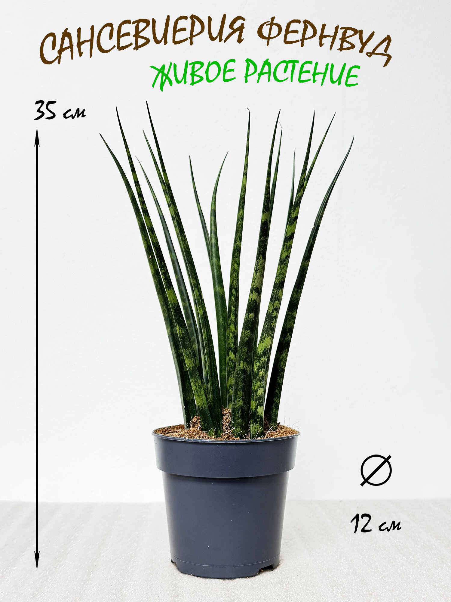 Сансевиерия Фернвуд в горшке, PRO фикус, живое растение, высота 35см