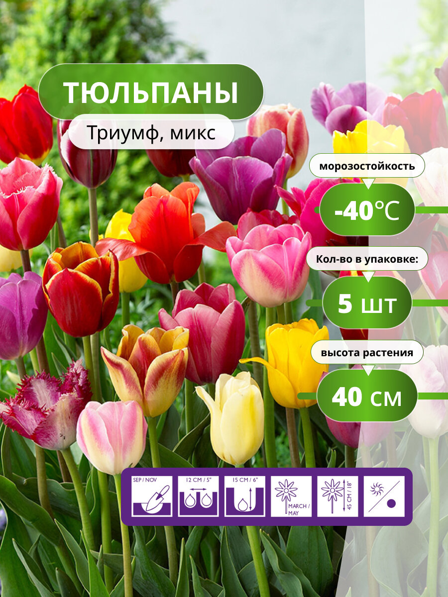 Тюльпаны Триумф, микс 5 луковиц / луковицы многолетних цветов
