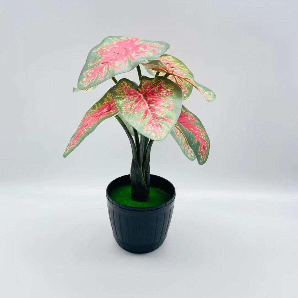 Тропическое растение с креативной композицией для офисного стола или жилого помещения красное