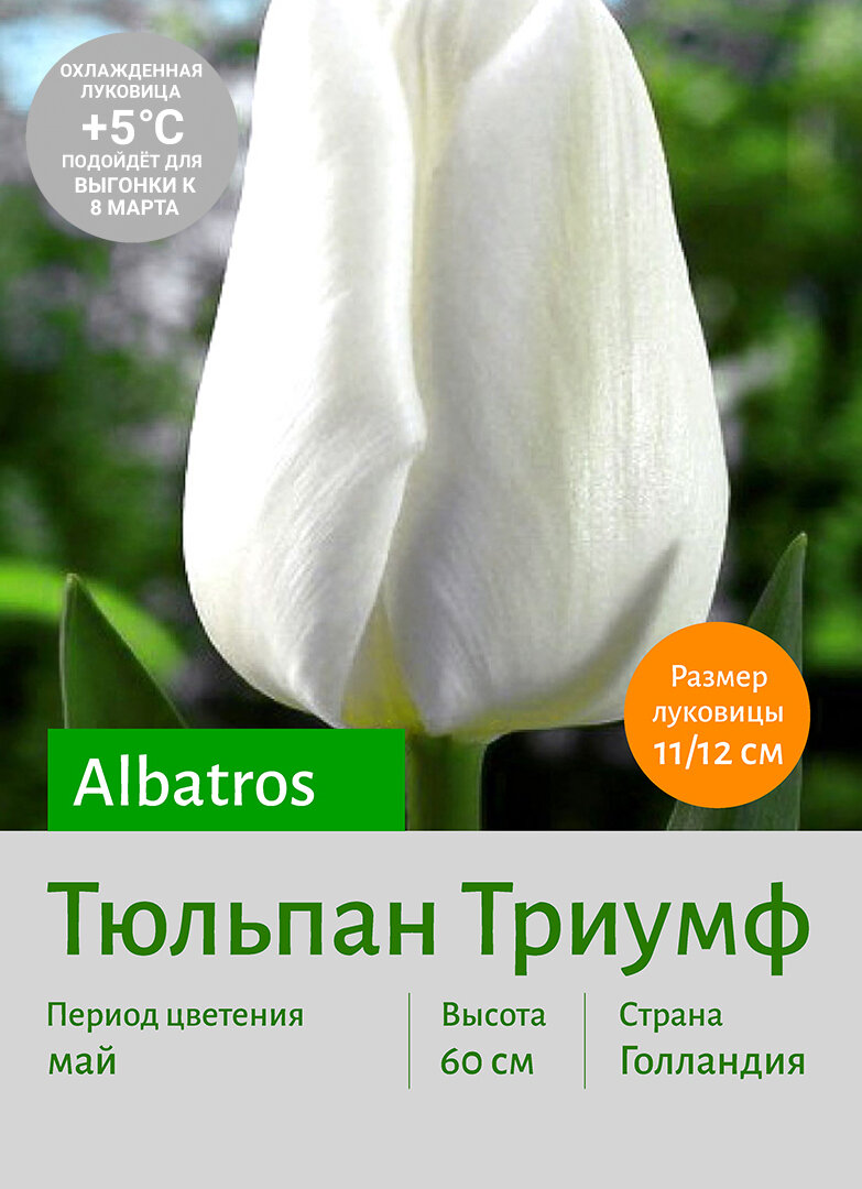 Тюльпан Альбатрос (Albatros) махровый поздний луковицы 500 шт сотка