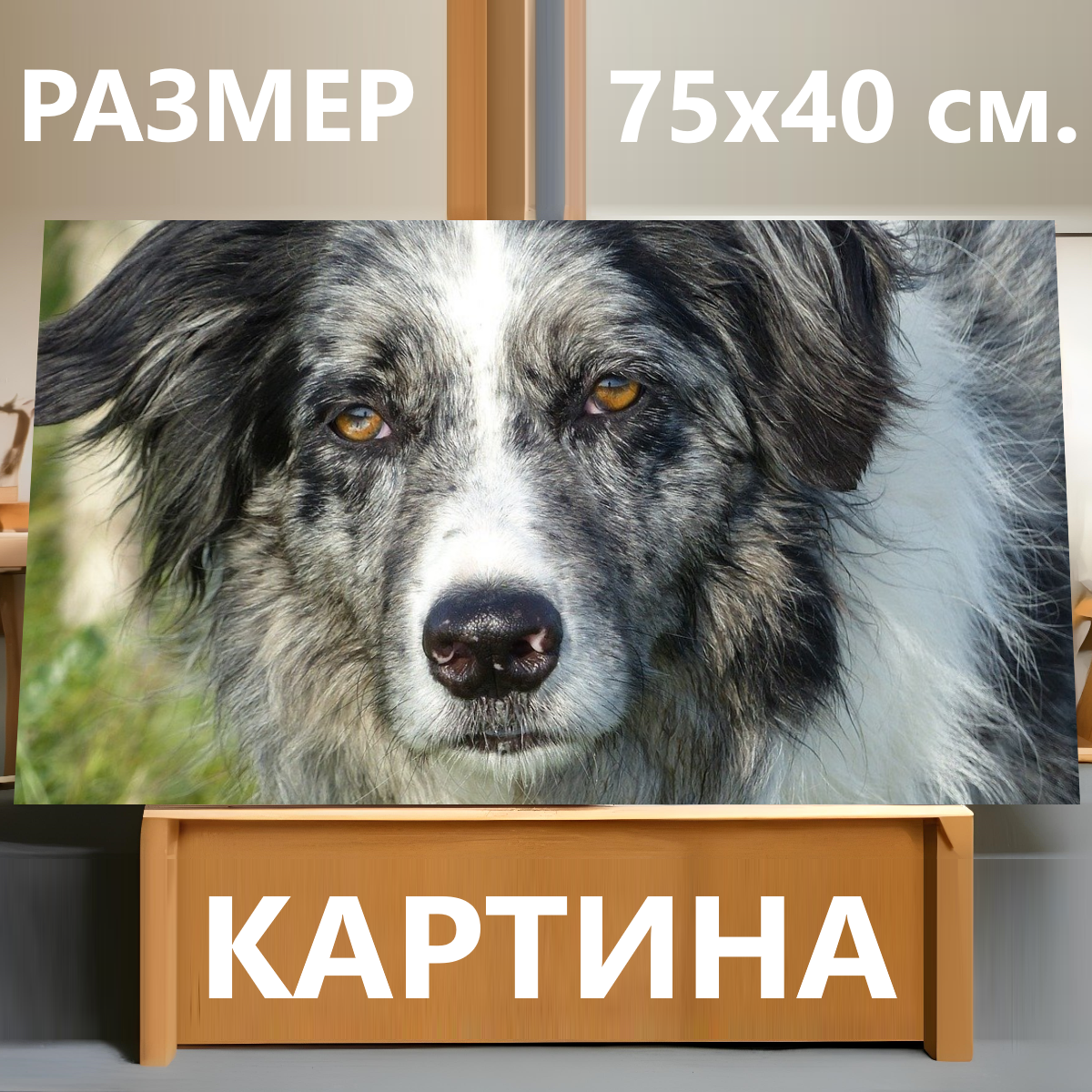 Картина на холсте "Собака, бордер-колли, колли" на подрамнике 75х40 см. для интерьера