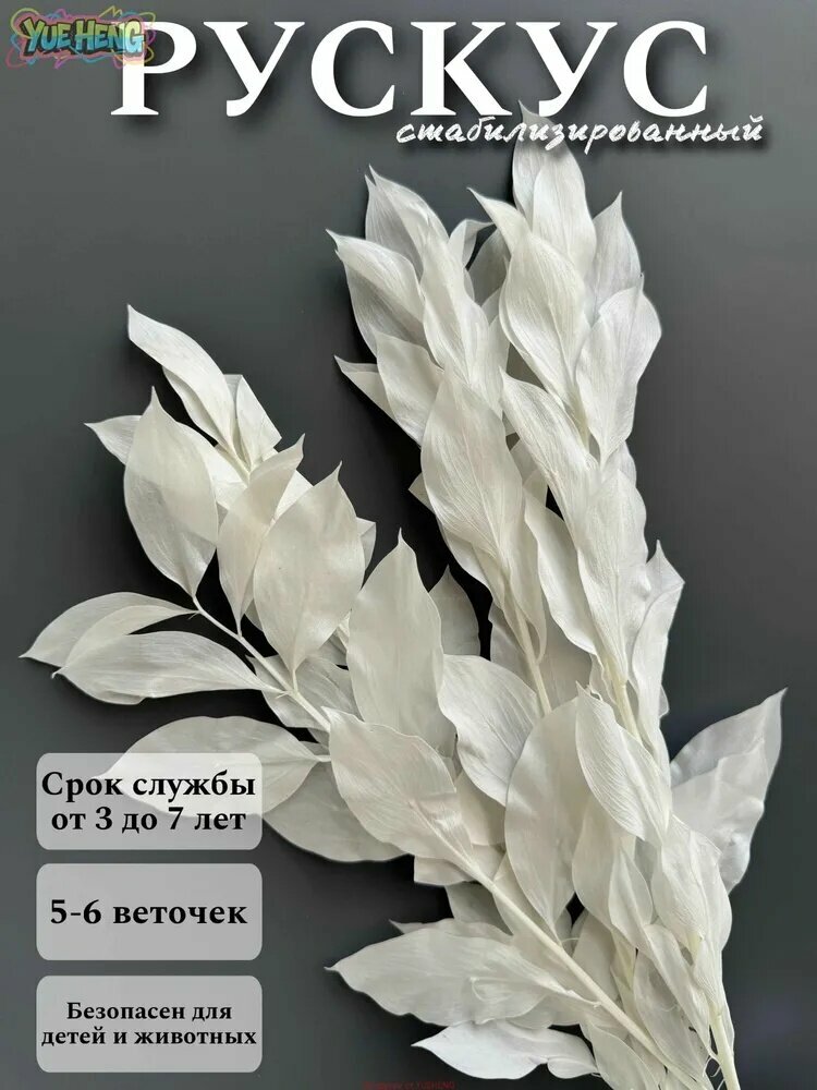 Стабилизированные цветы Рускус, 60 см, 1 шт