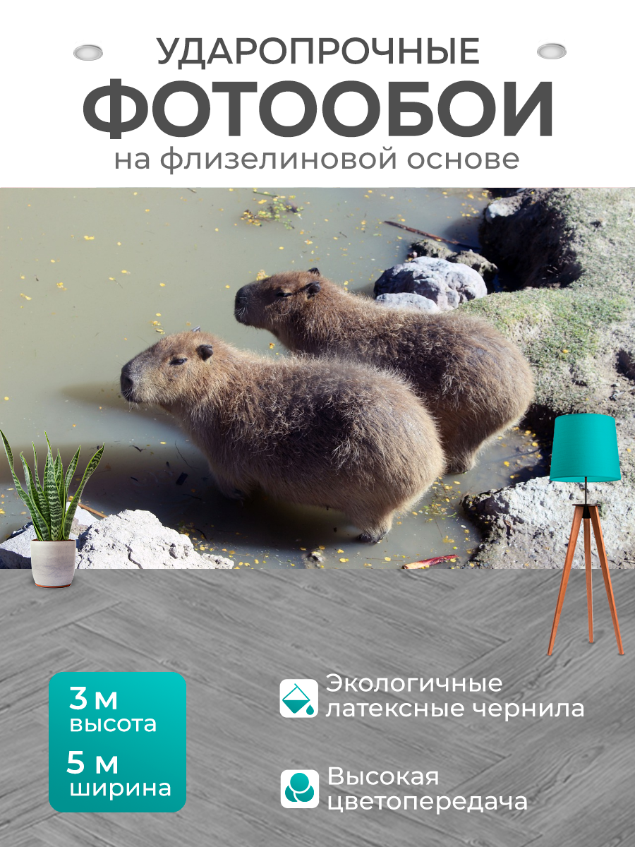 Фотообои моющиеся ударопрочные "Капибара, животные, зоопарк" 500x300 см. флизелиновые на стену