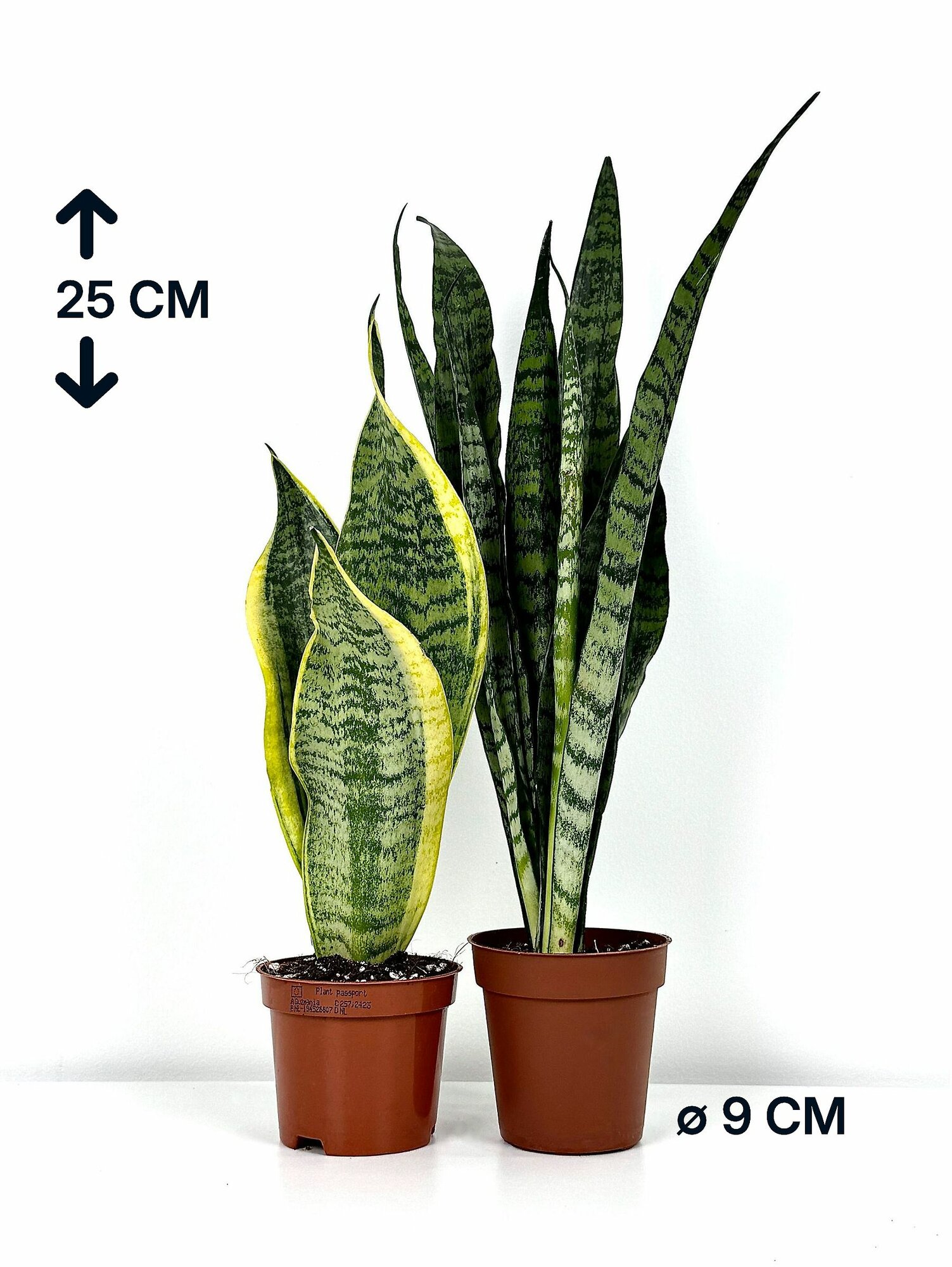 Набор 2 растения в горшке D9 Сансевиерия Зейланика Сансевиерия Лауренти высота 25-30 см см