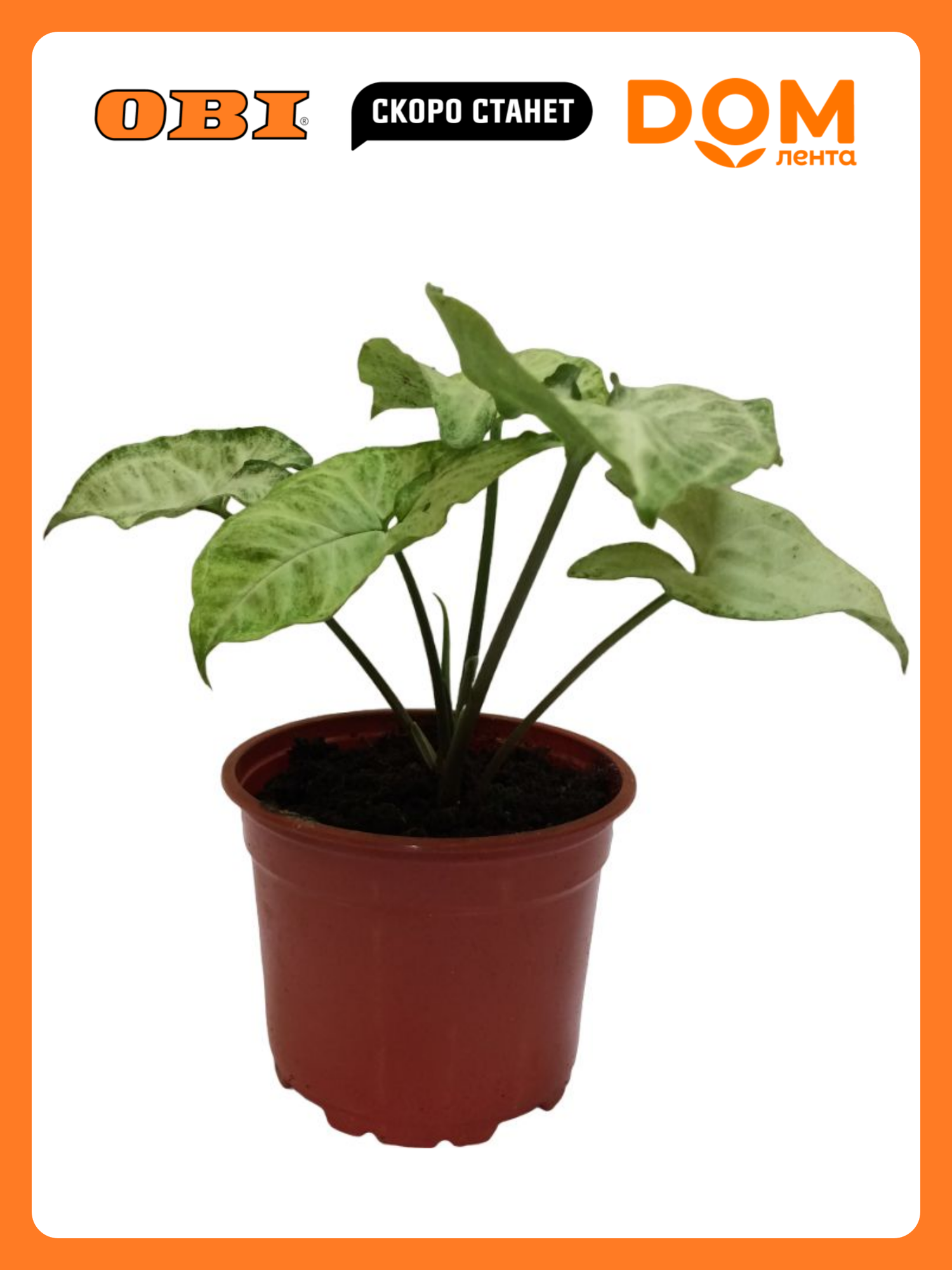 Растение сингониум, Егорьевский тепличный комбинат, ампельное, 15 см, 1 шт