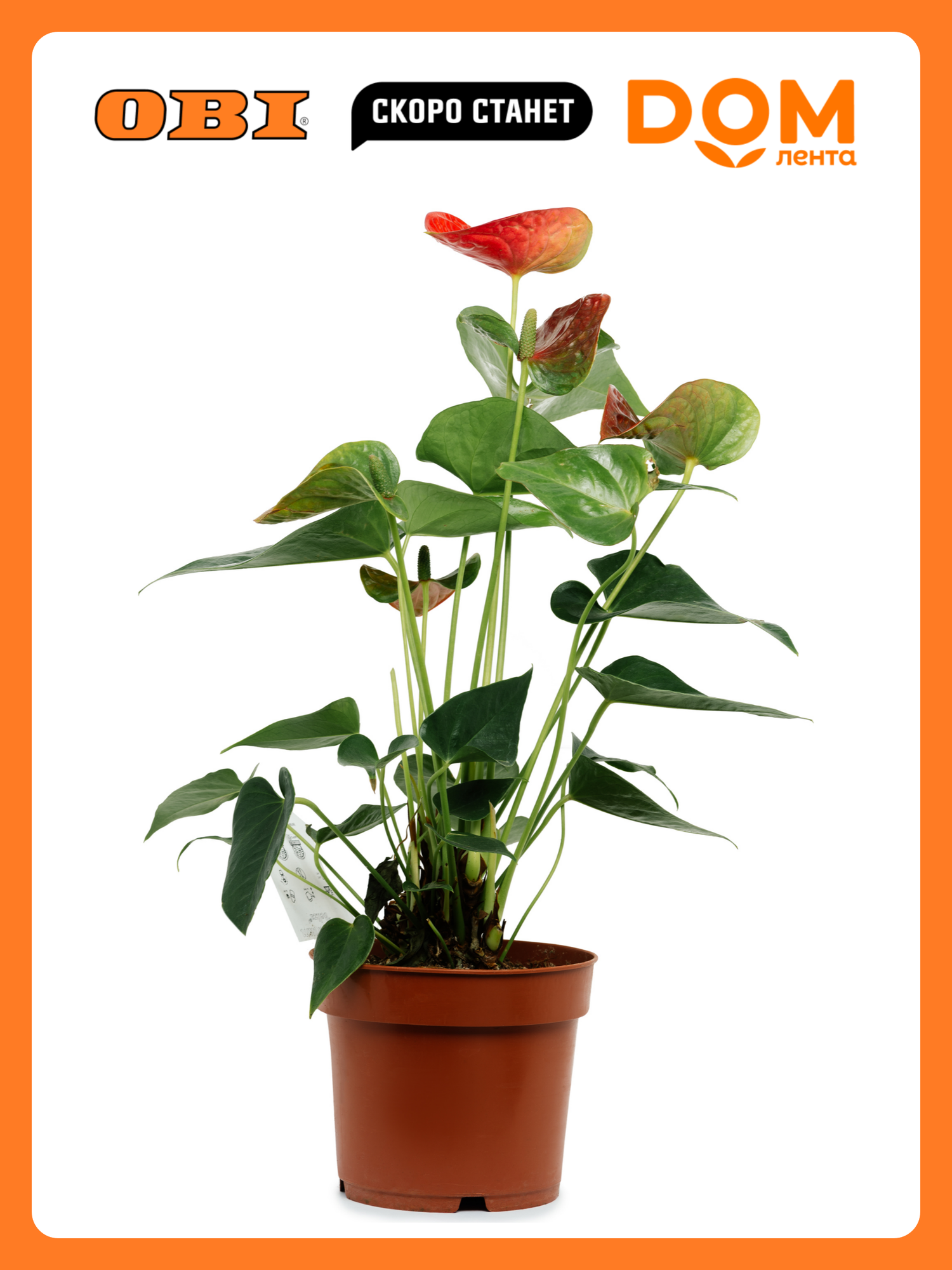 Антуриум Ред Чемпион, декоративно-цветущий, многолетнее, высота 60 см, диаметр горшка 17 см
