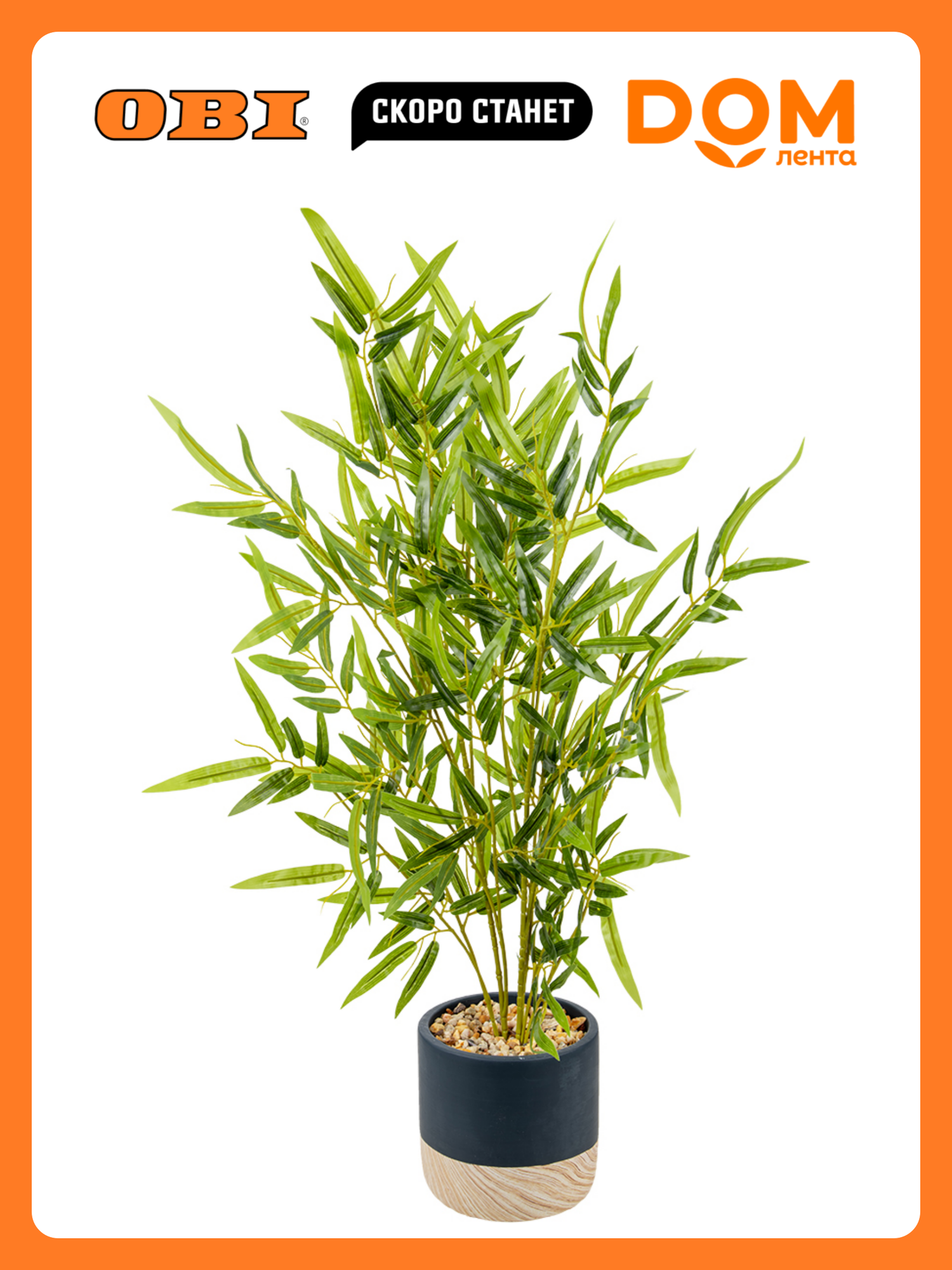 Бамбук в горшке 65 см