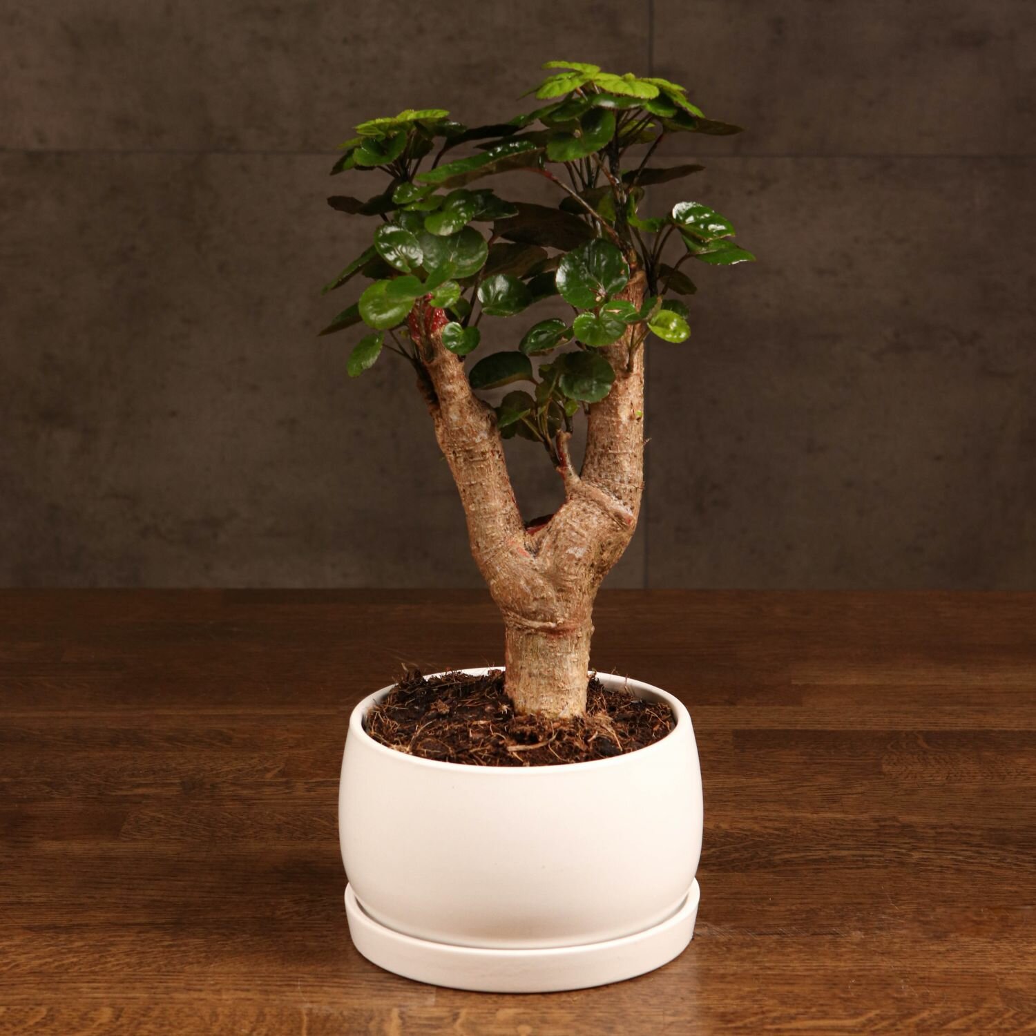 Полисциас Фабиан в белом горшке 40/16