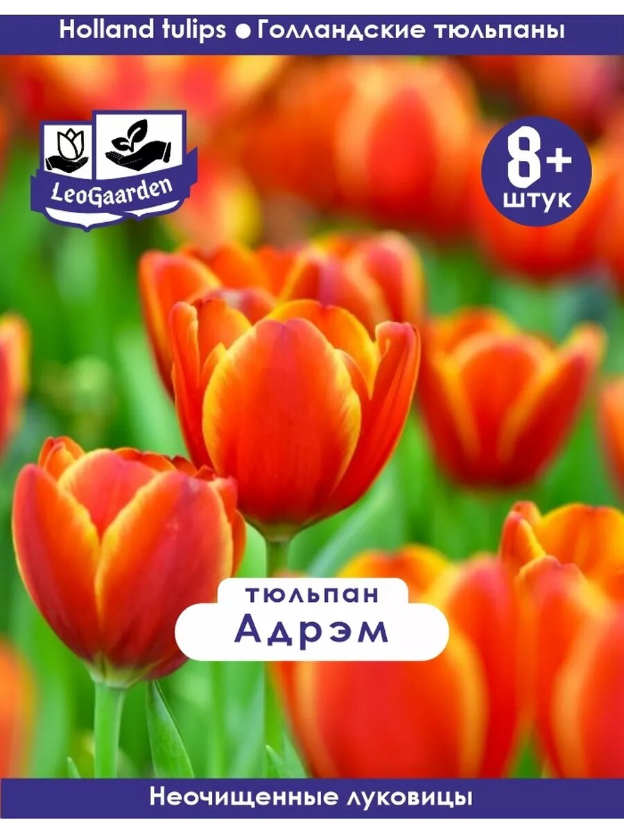 Тюльпан, Луковицы Адрэм 8+ шт