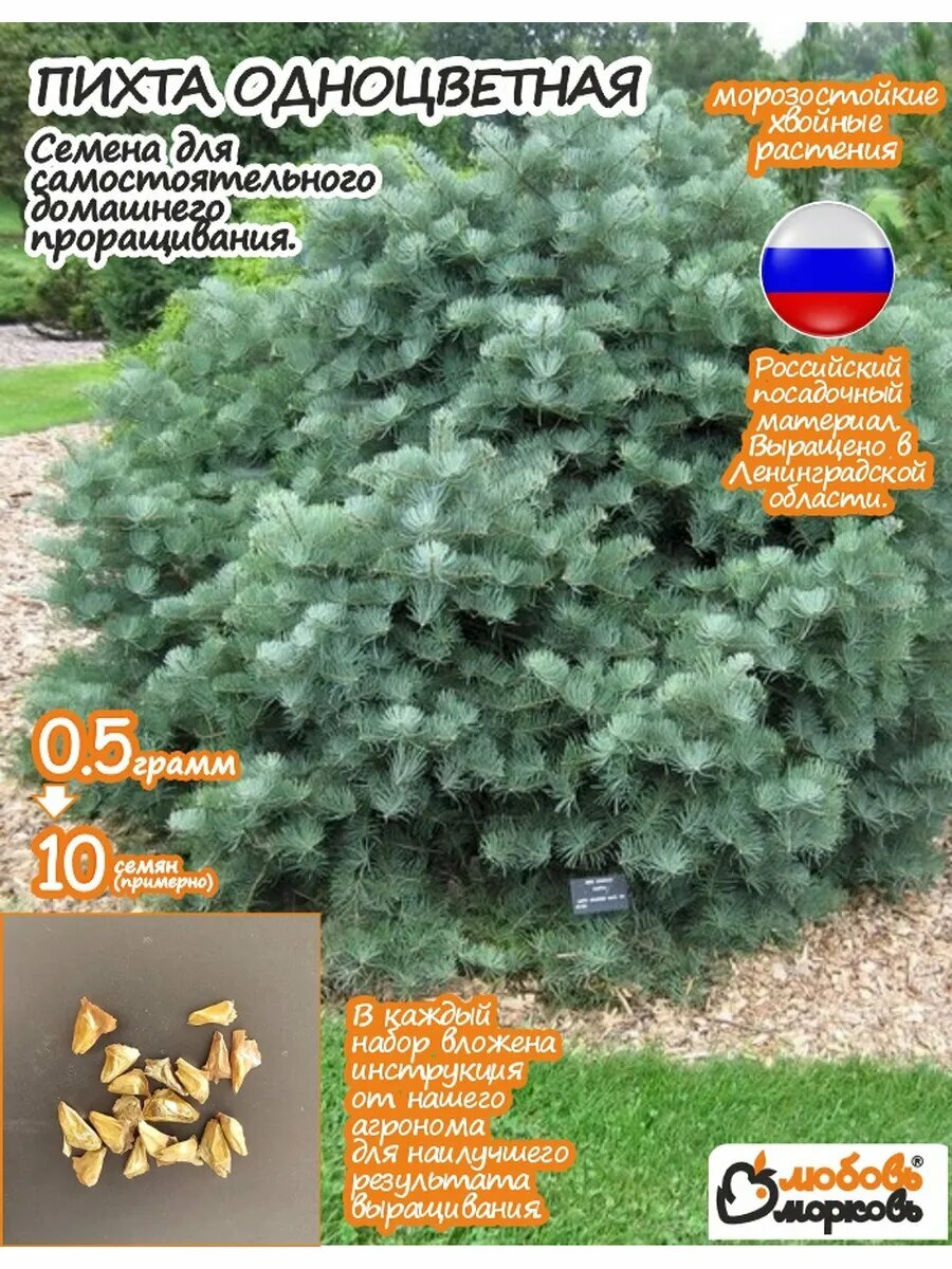 Семена, Пихта Одноцветная, 0.5 грамм