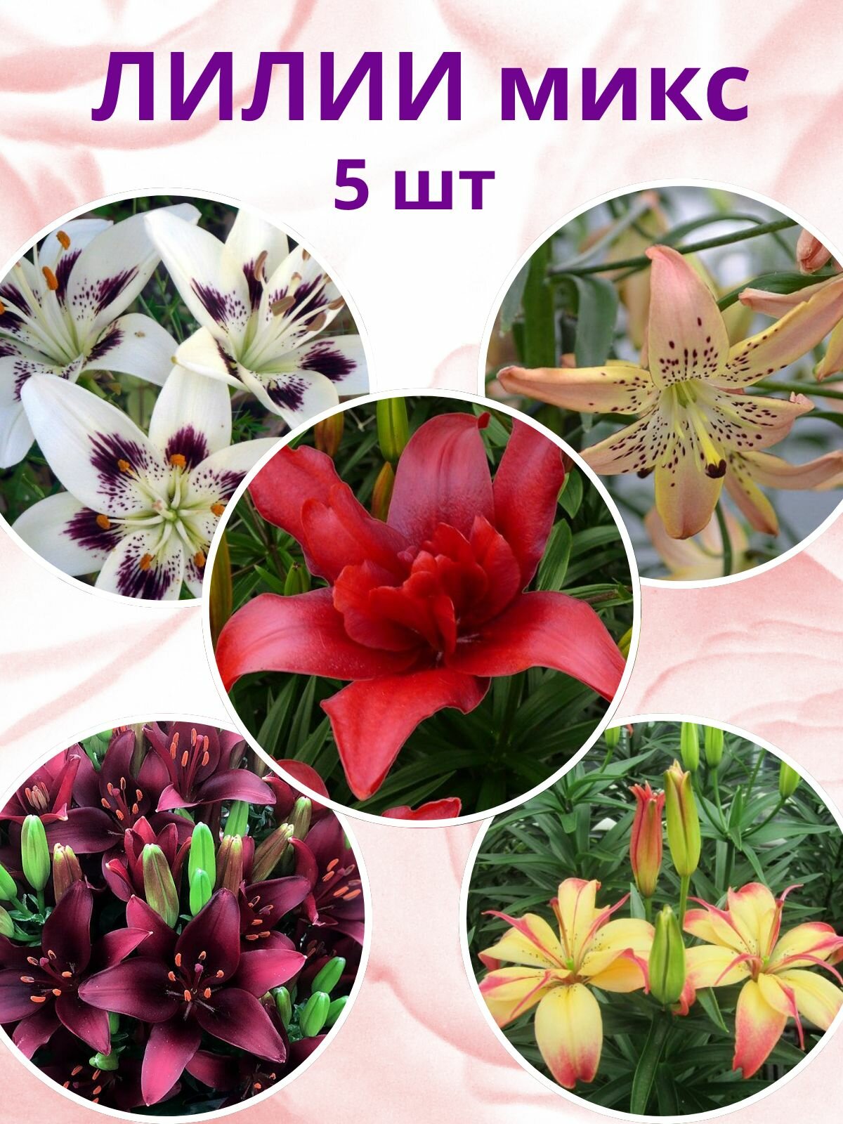 Лилия луковицы, многолетние цветы для посадки, микс 5 штук