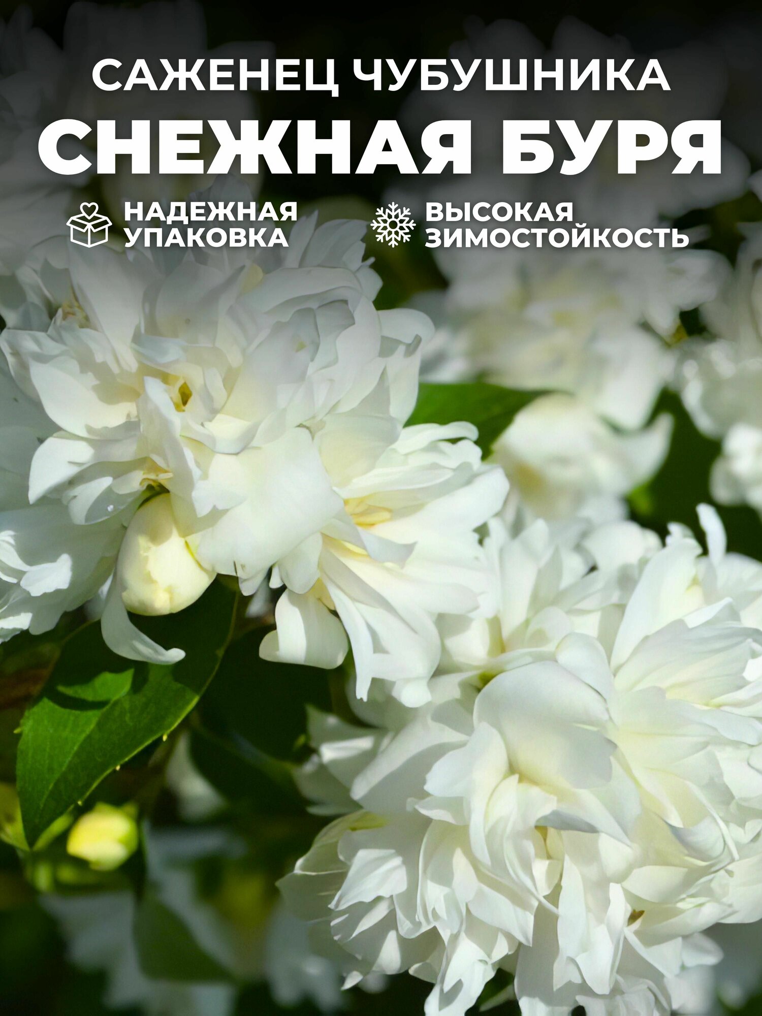 Чубушник Снежная Буря