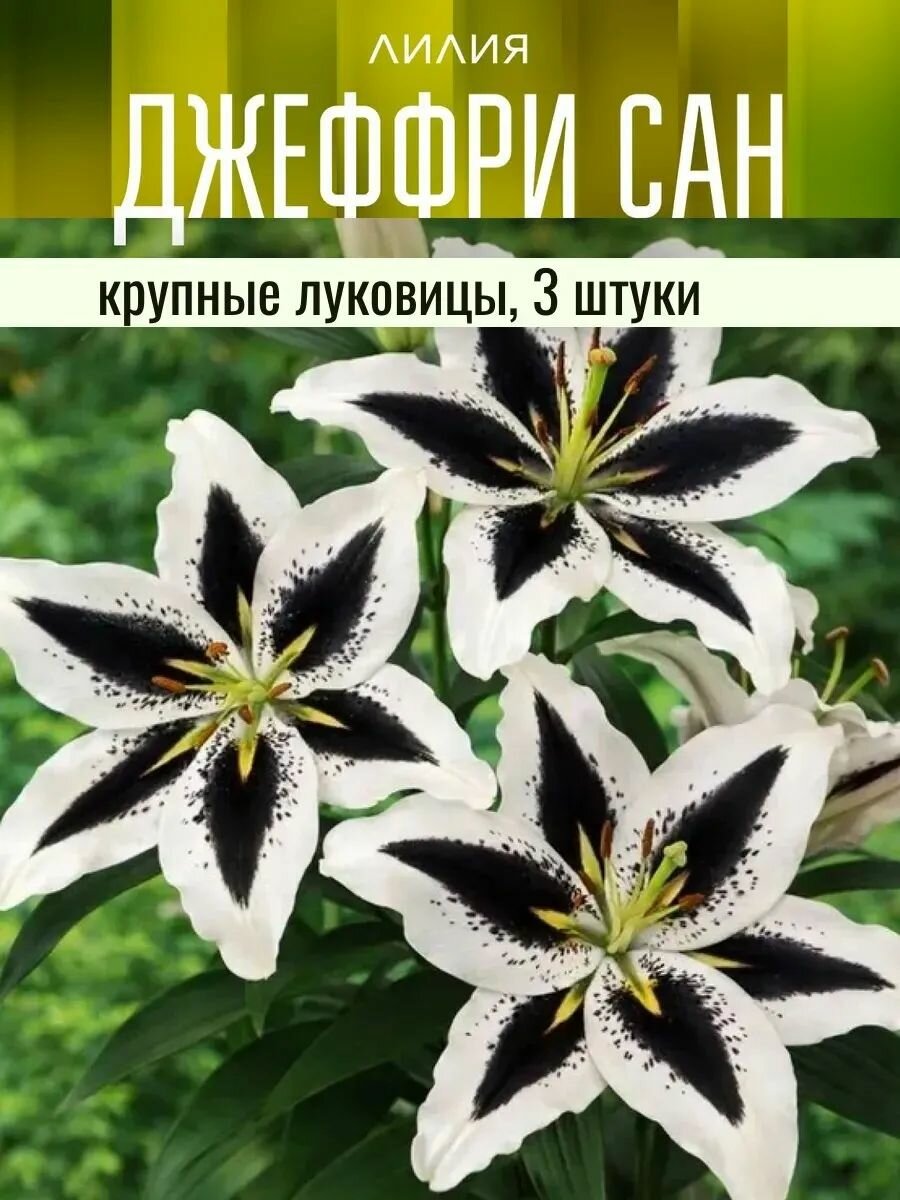Лилия луковицы, многолетние цветы для посадки,3 штуки