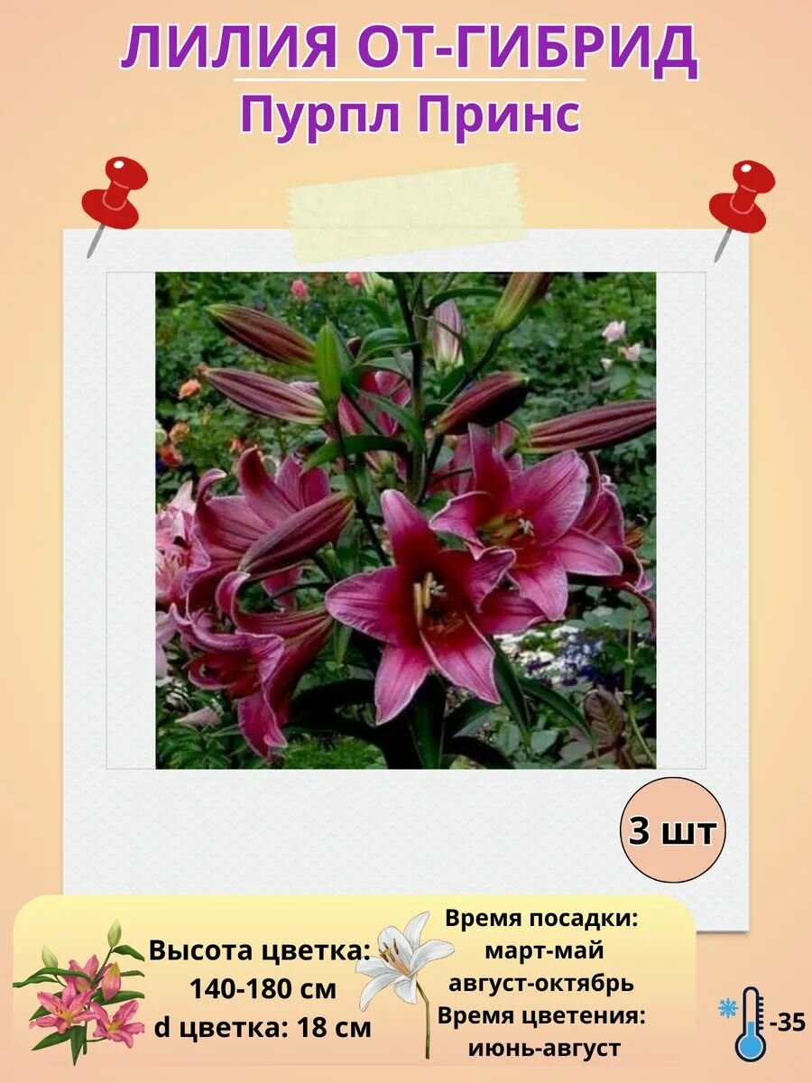 Лилия луковицы, многолетние цветы для посадки,3 штуки