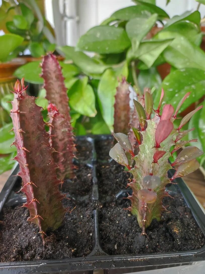 Эуфорбия (trigona rubra) — фото 1