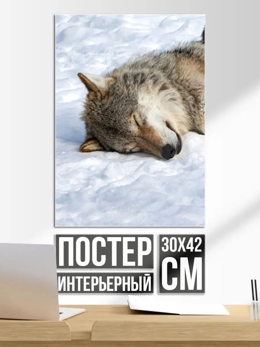 Постер на стену Спящий Волк