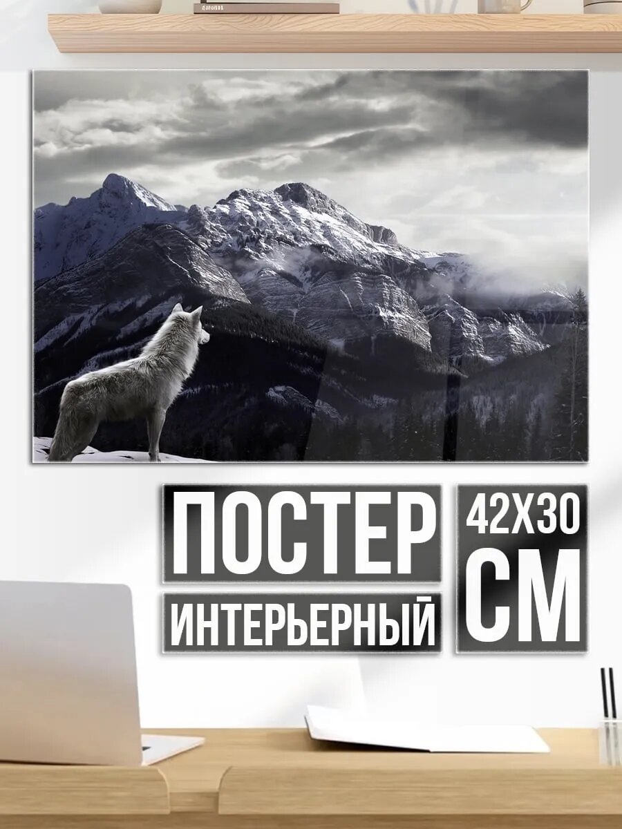 Плакат постер Волк в горах