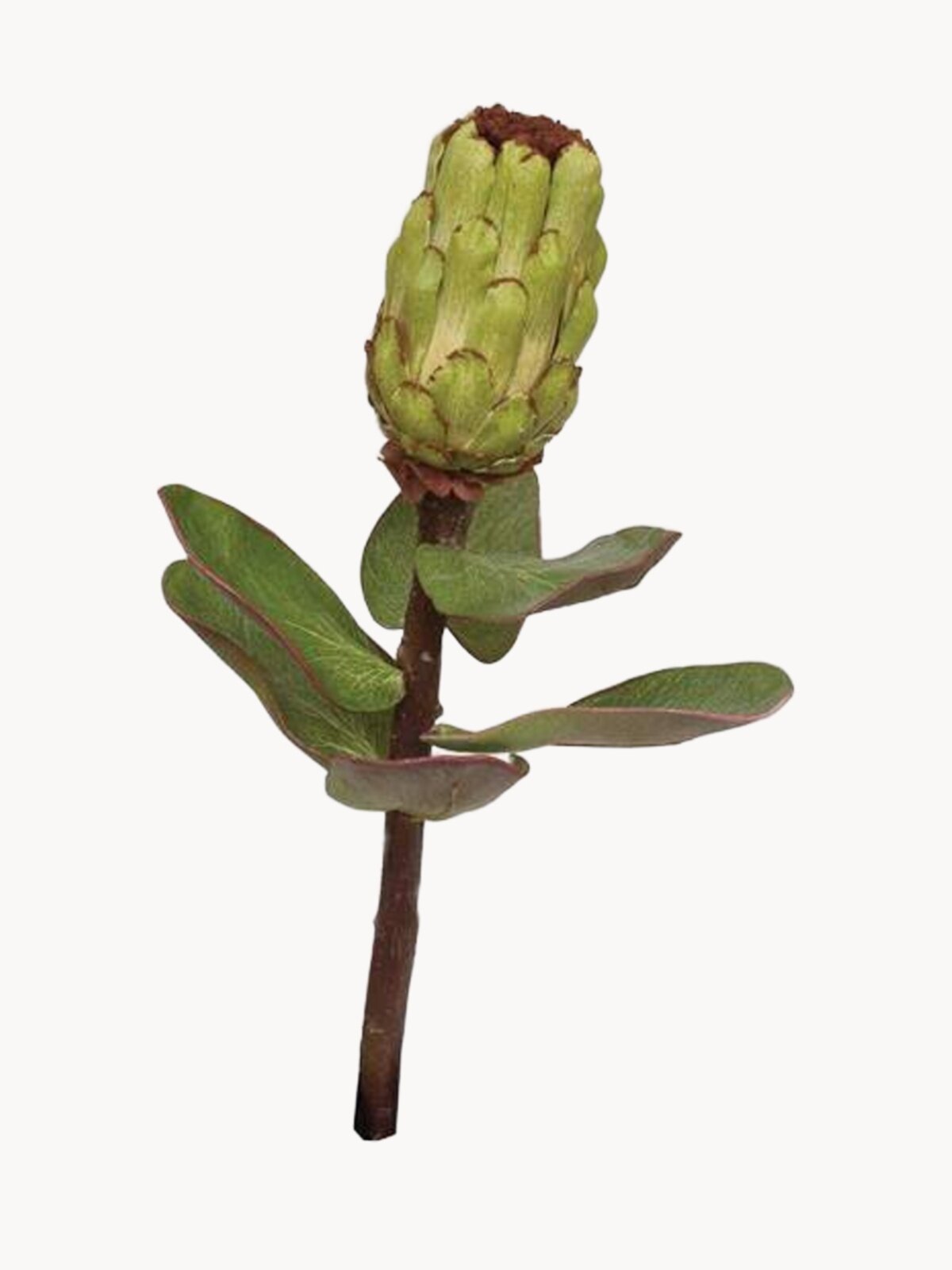 Протея TR 611 113-50789